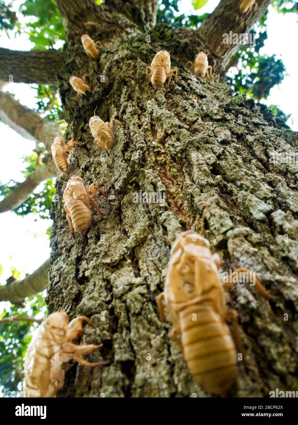 Closeup Molt of Cicada on tree bark Stock Photo - Alamy