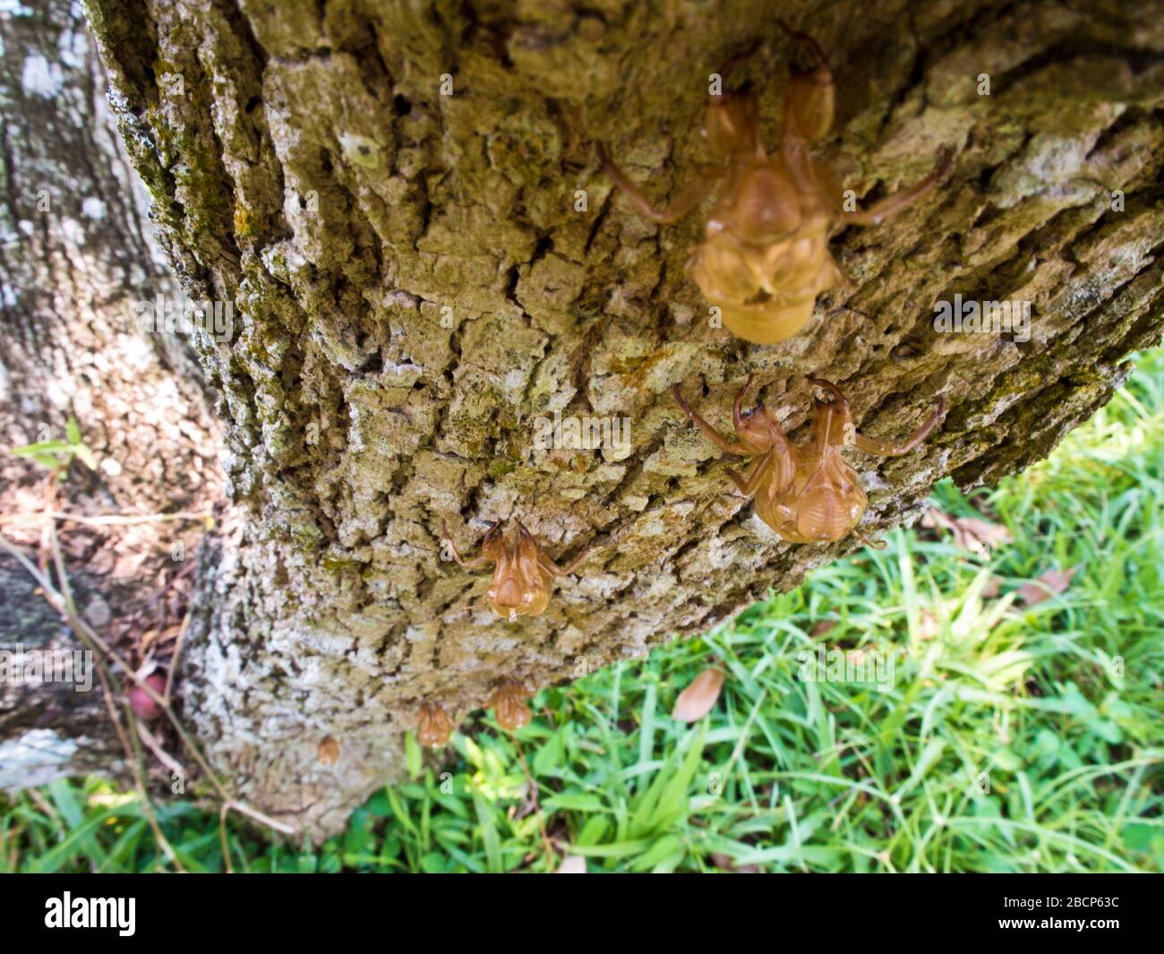 Closeup Molt of Cicada on tree bark Stock Photo - Alamy