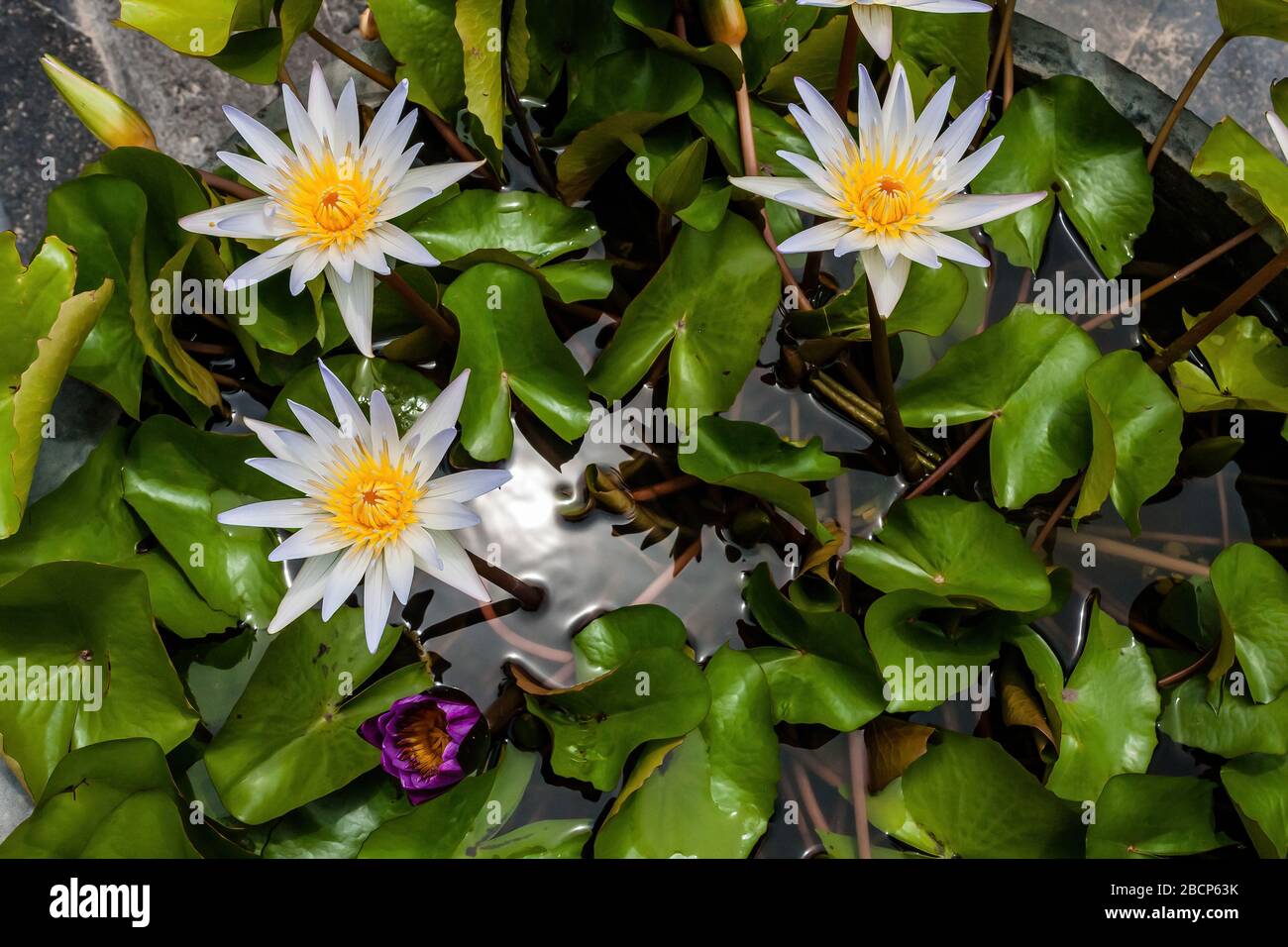 Indian lotus or sacred lotus (Nelumbo nucifera) in a water pond Stock ...