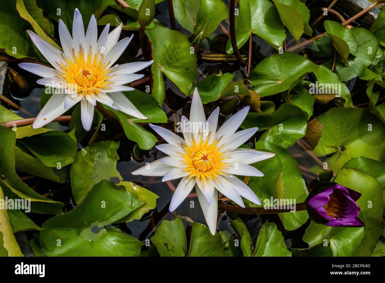 Indian lotus or sacred lotus (Nelumbo nucifera) in a water pond Stock ...