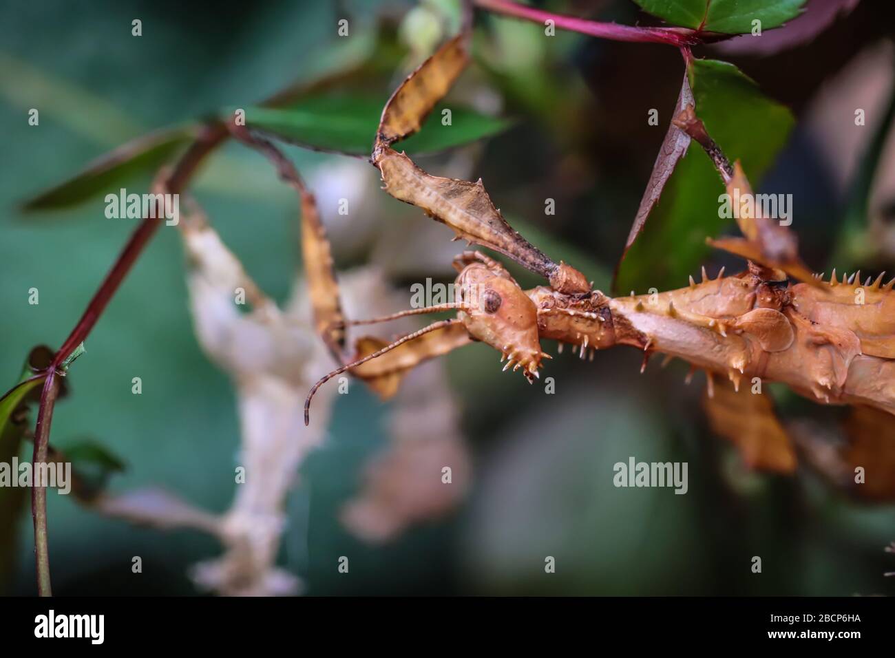 Single subadult female of the spiny leaf insect, latin name Extatosma ...