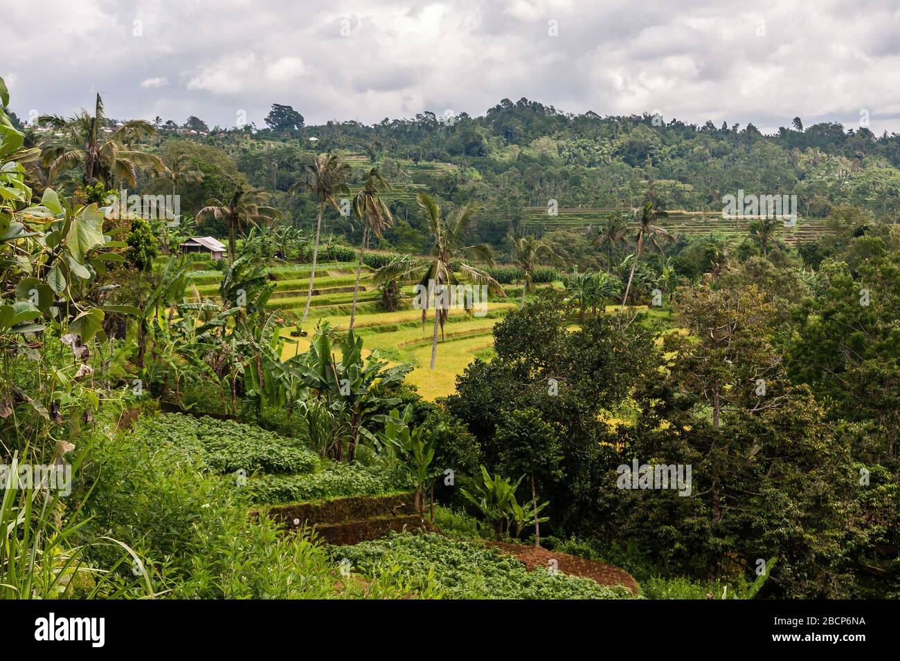 Bali agricultural landscape hi-res stock photography and images - Alamy