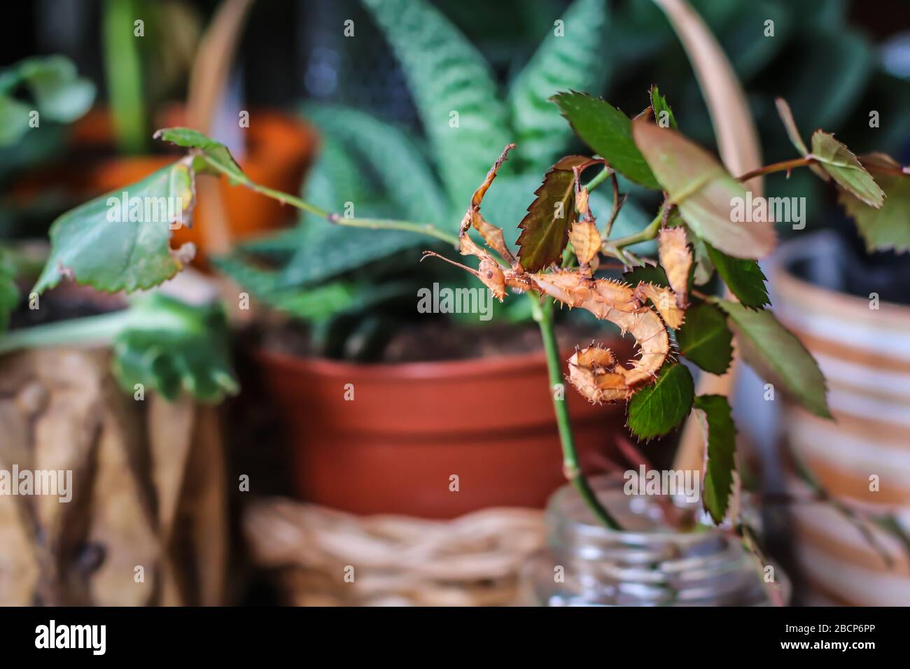 Single subadult female of the spiny leaf insect, latin name Extatosma ...