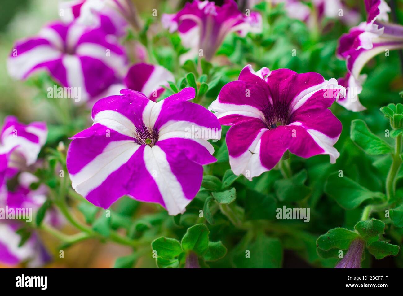 Lilac Petunia background colorful flowers Stock Photo - Alamy