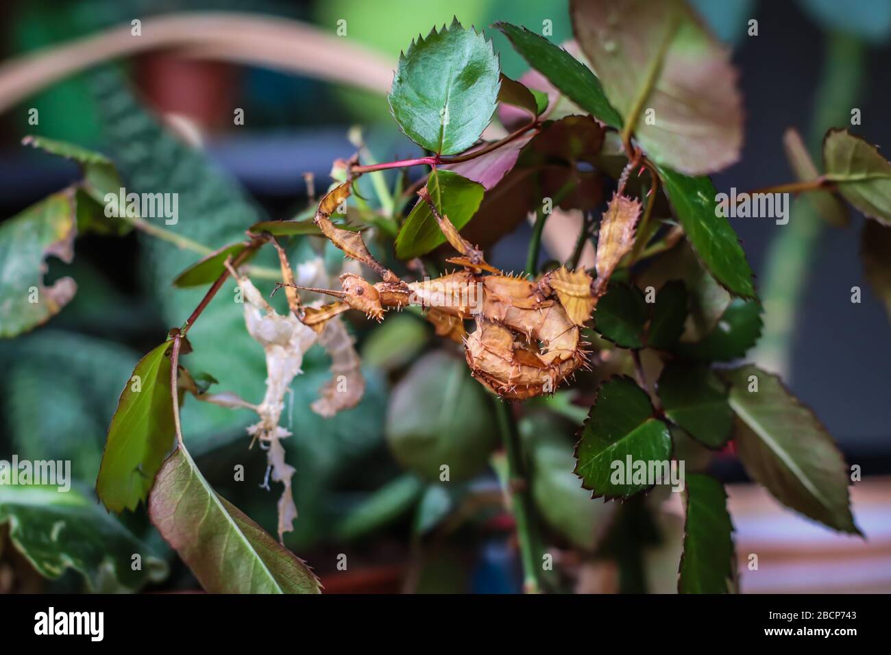 Single subadult female of the spiny leaf insect, latin name Extatosma ...
