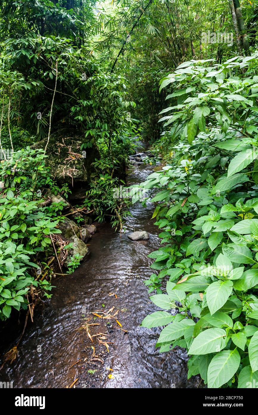 A freshwater stream in the tropical rain forest on Bali Island ...