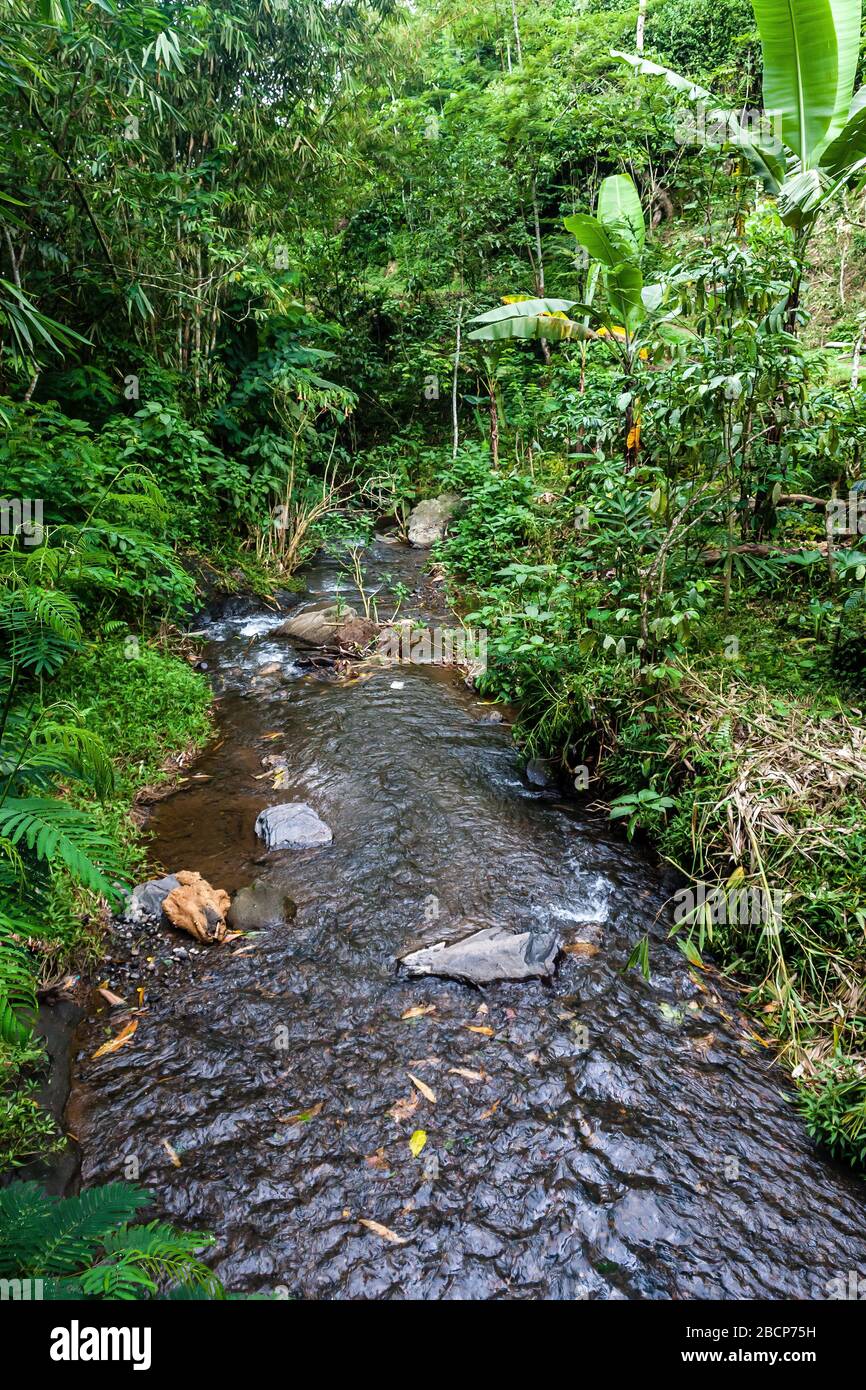 A freshwater stream in the tropical rain forest on Bali Island ...