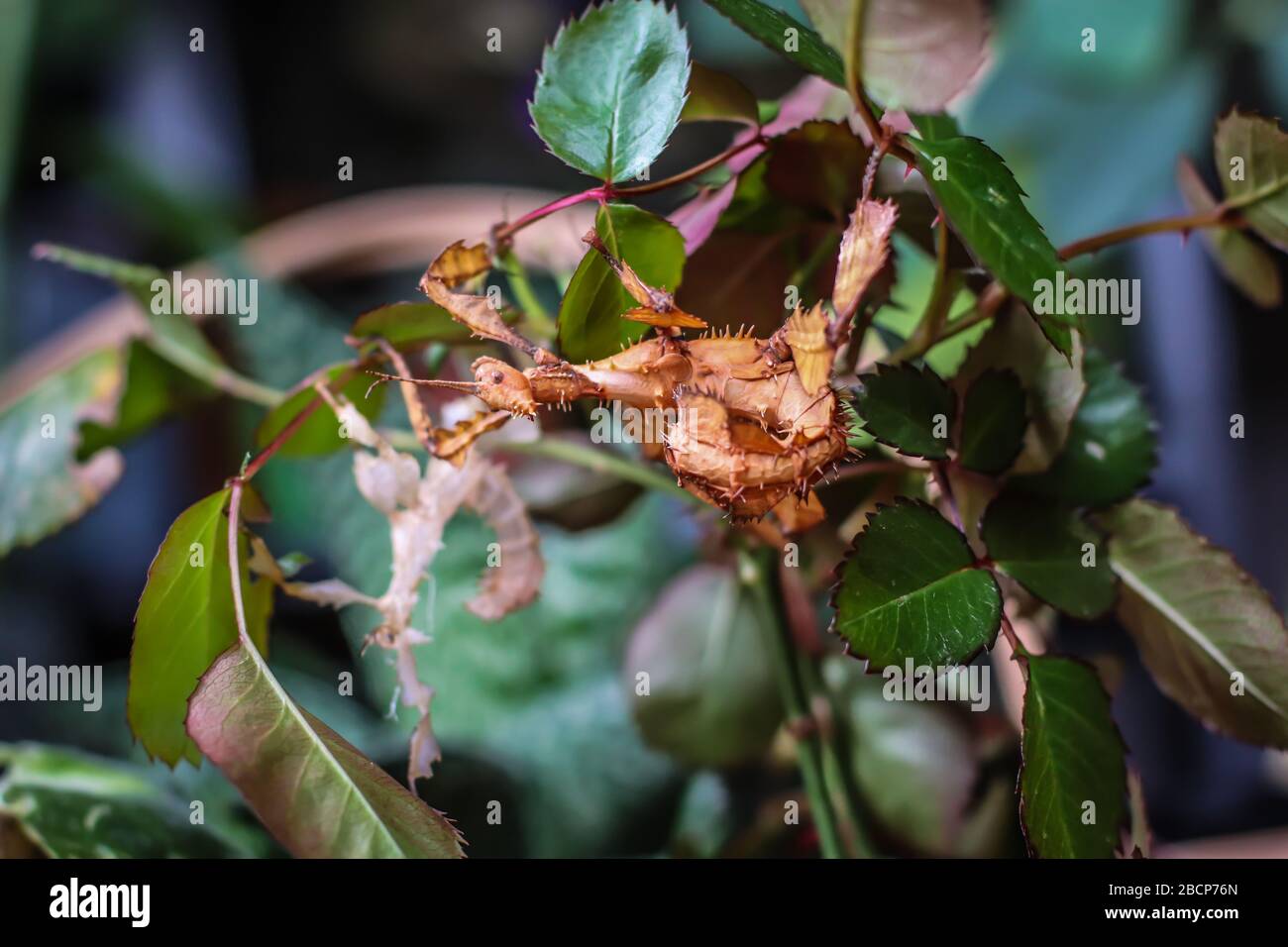 Australian giant prickly stick insect hi-res stock photography and ...
