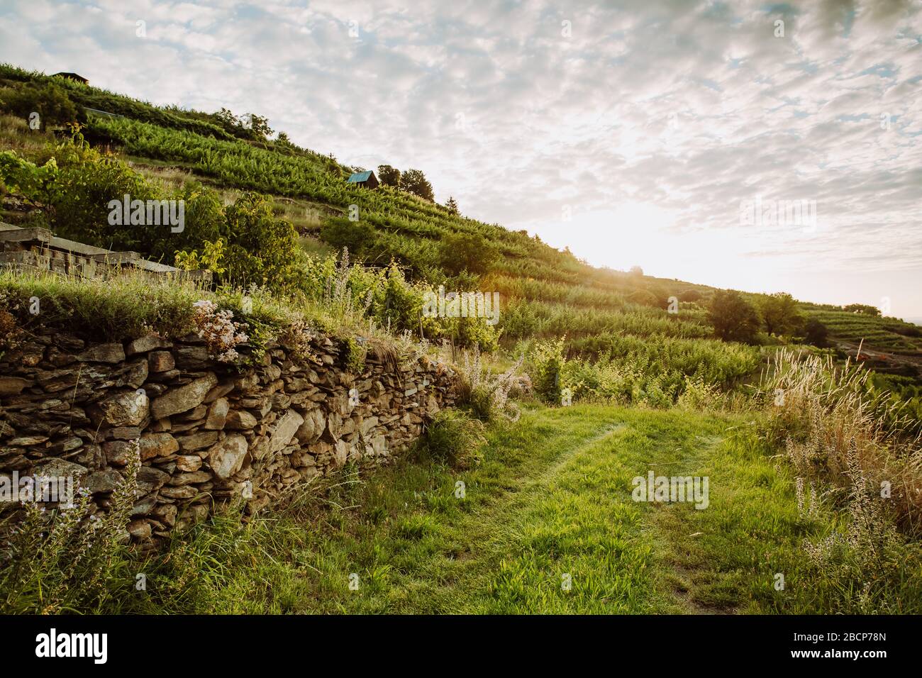 Beautiful sunset over vineyards, sunrise landscape Stock Photo - Alamy
