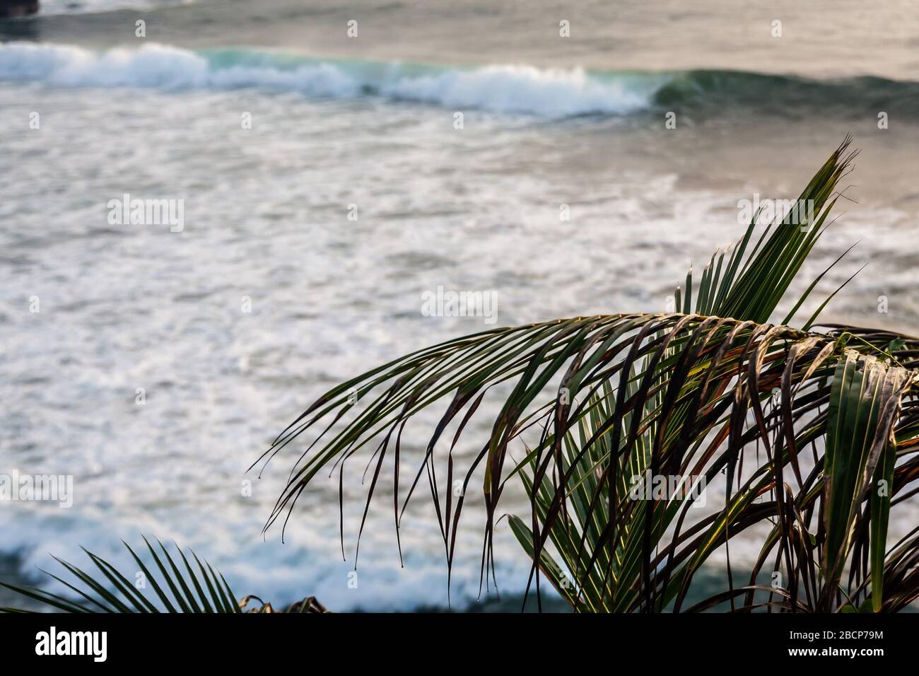 Tree leaves sea water waves hi-res stock photography and images - Alamy