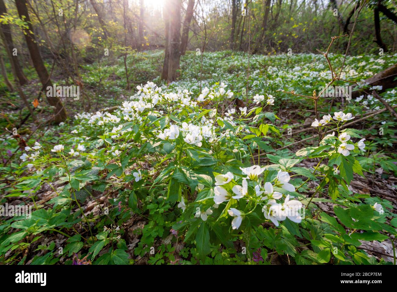 Forest Cardamine flowers, in the spring Stock Photo - Alamy