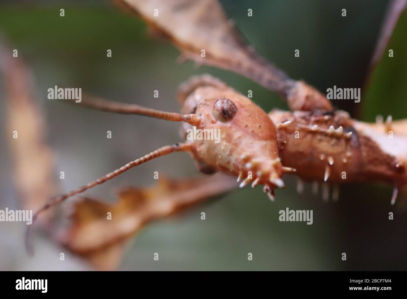 Australian giant prickly stick insect hi-res stock photography and ...