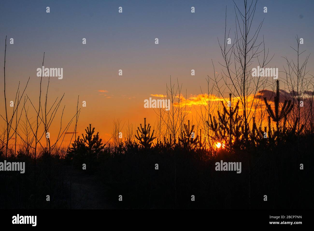 Sunset against the backdrop of tree tops Stock Photo - Alamy