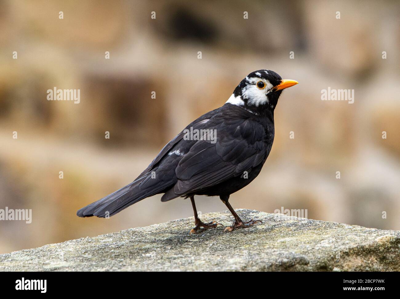 Preston, Lancashire, UK. 5th Apr, 2020. A blackbird with attractive ...