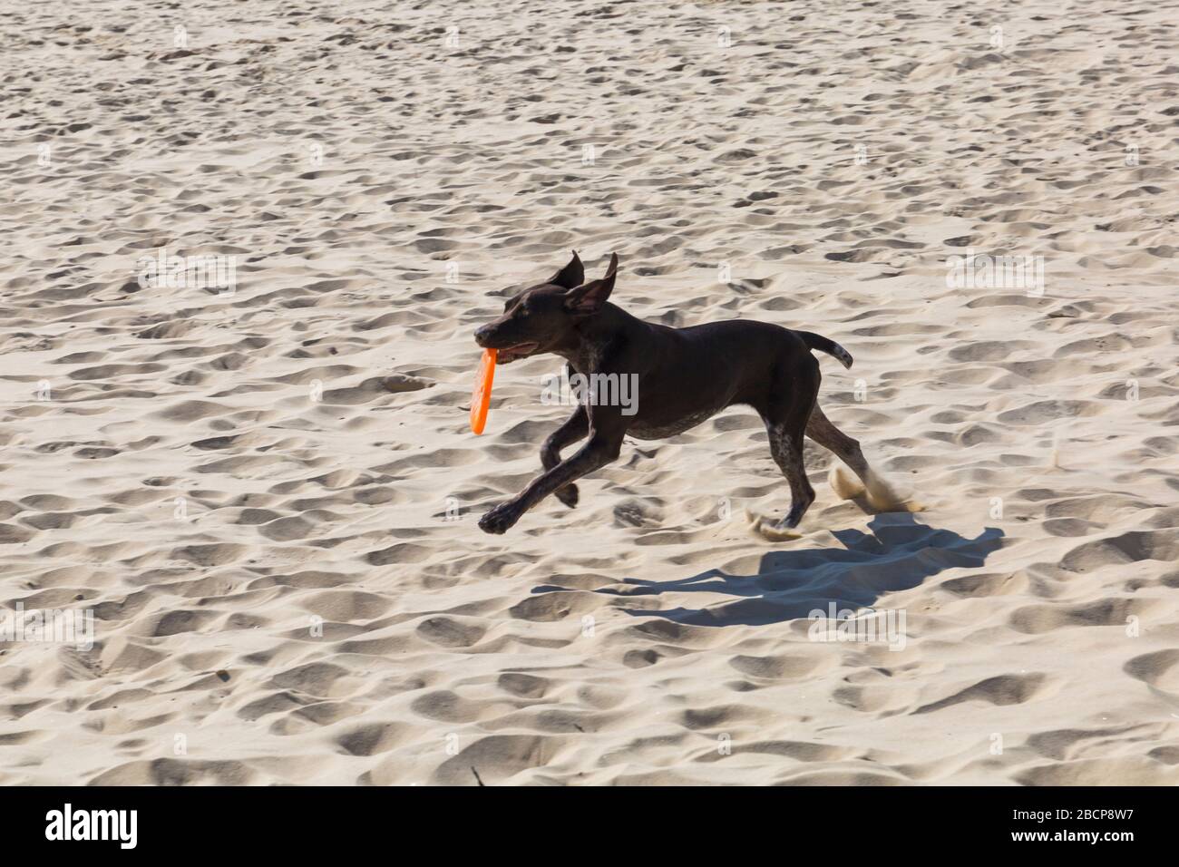 Frisbee jenkins hi-res stock photography and images - Alamy