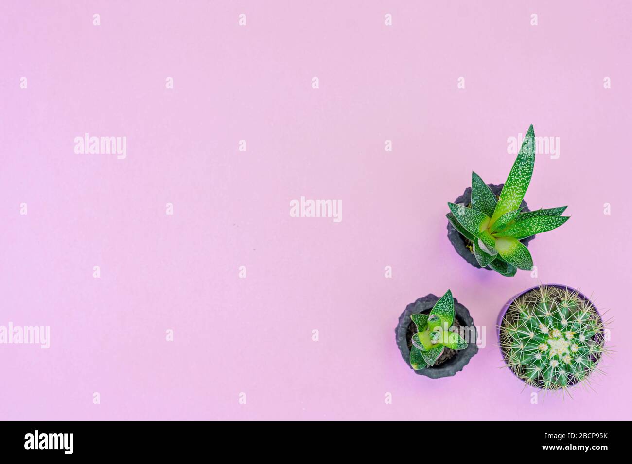 home office plants in pot on pink background layout copy space Stock ...