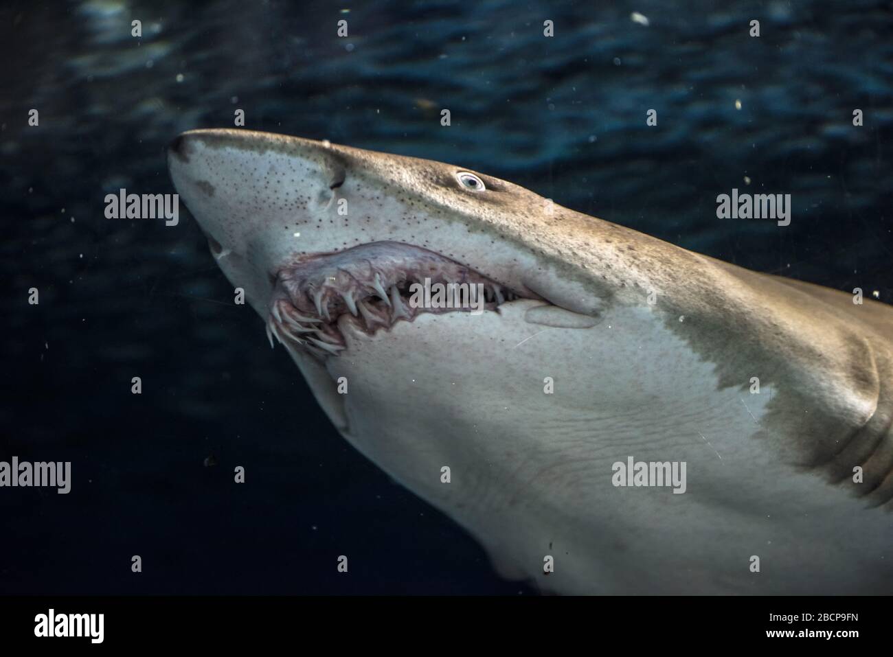 Shark teeth close up hi-res stock photography and images - Alamy