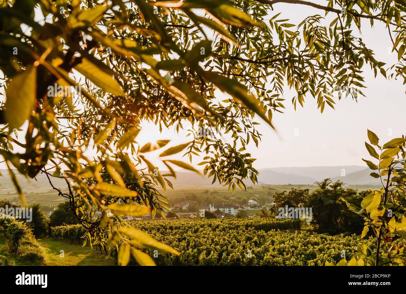 Beautiful sunset over vineyards with leaves in the foreground, sunrise ...