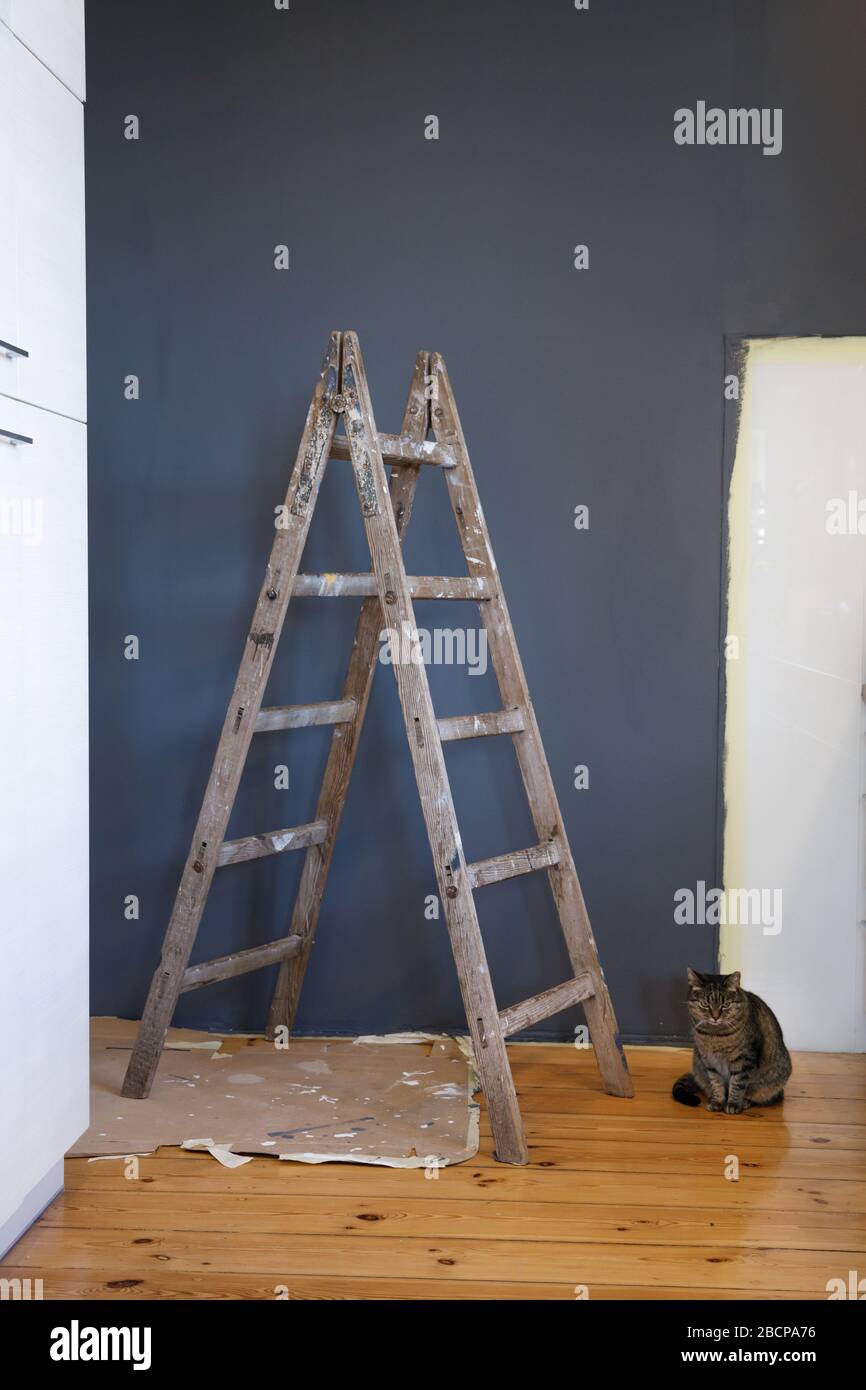 Tabby cat on a ladder during renovation of a house Stock Photo - Alamy