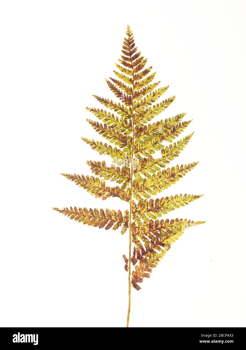 Single fern front against a plain background nature still-life Stock ...