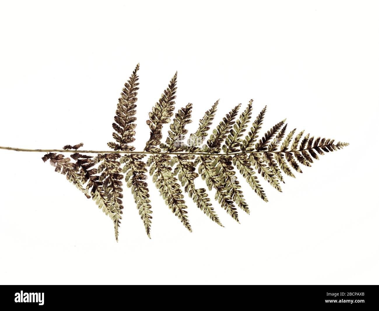 Single fern front against a plain background nature still-life Stock ...
