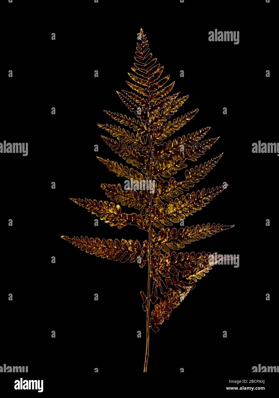 Single fern front against a plain background nature still-life Stock ...