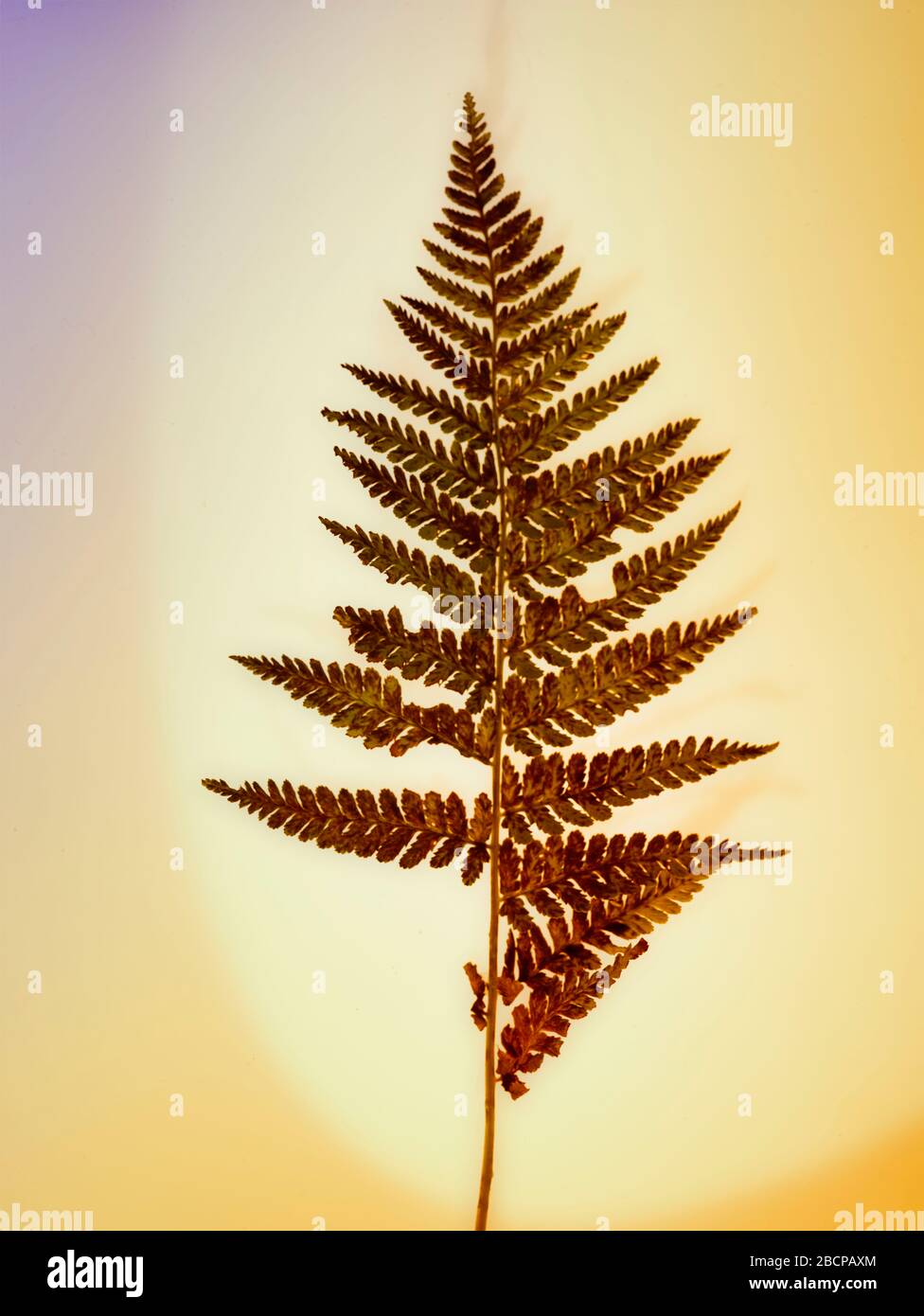Single fern front against a plain background nature still-life Stock ...