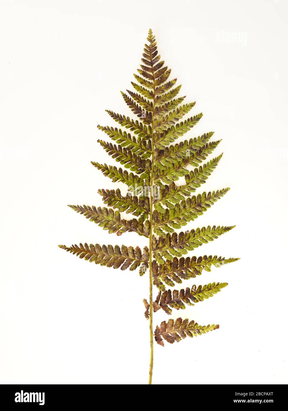 Single fern front against a plain background nature still-life Stock ...