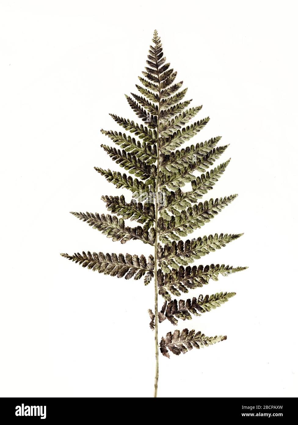 Single fern front against a plain background nature still-life Stock ...