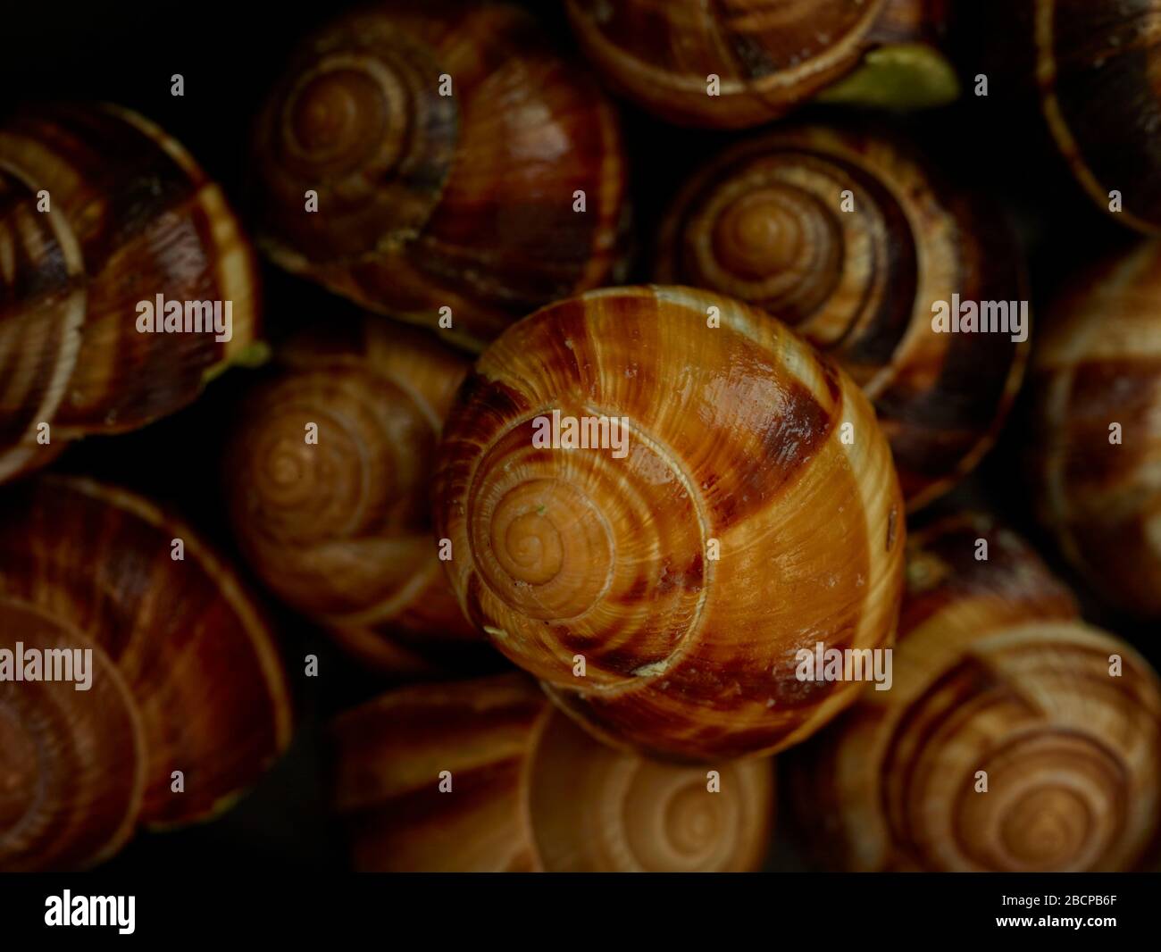 Escargots, edible land snails, food still-life close-up Stock Photo - Alamy