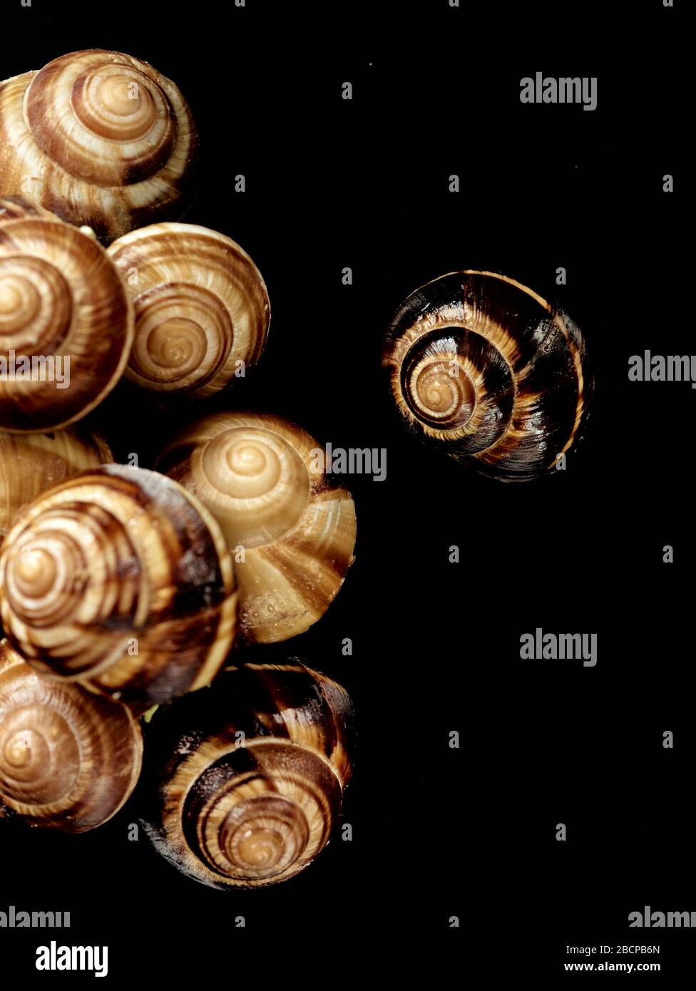 Land snail mouth hi-res stock photography and images - Alamy