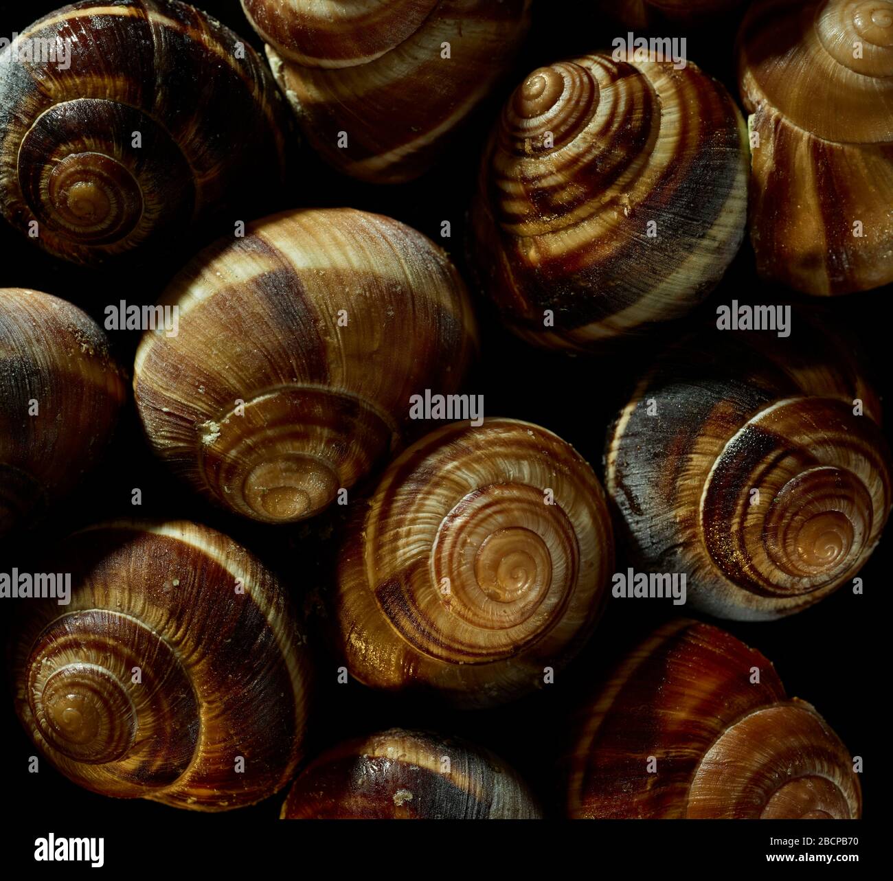 Escargots, edible land snails, food still-life close-up Stock Photo - Alamy