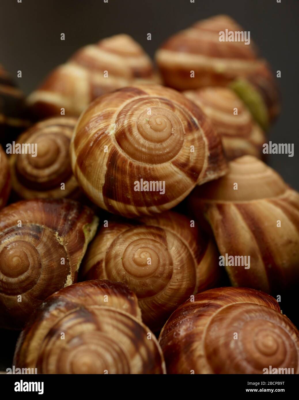 Escargots, edible land snails, food still-life close-up Stock Photo - Alamy