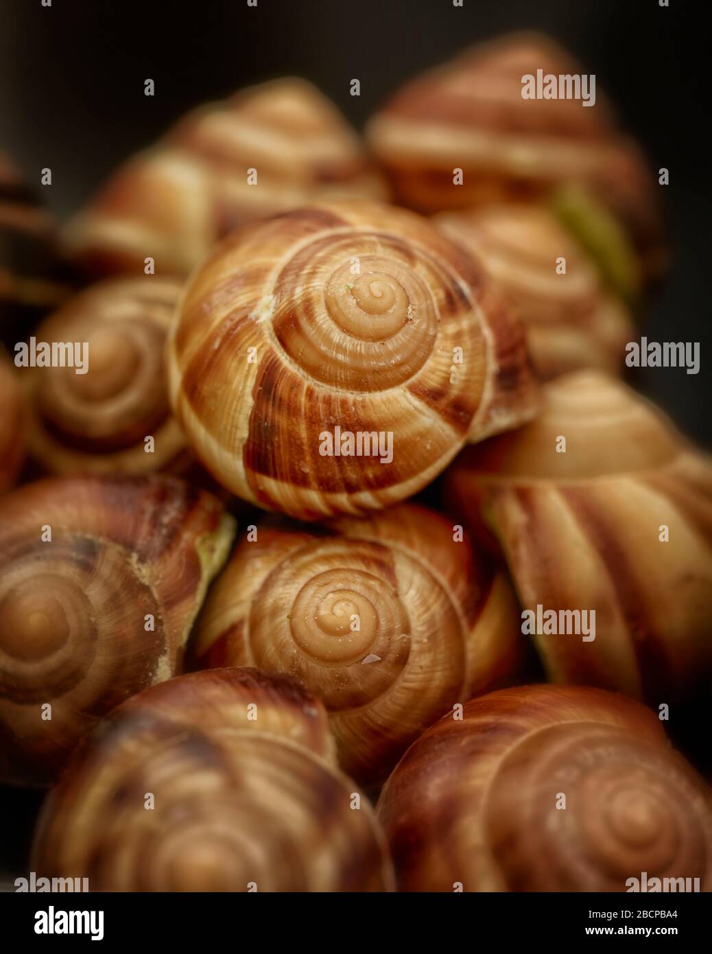 Land snail mouth hi-res stock photography and images - Alamy