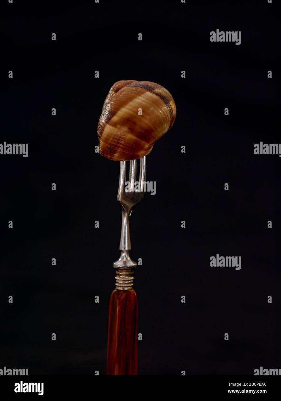 Escargots, edible land snails, on fork food still-life Stock Photo - Alamy