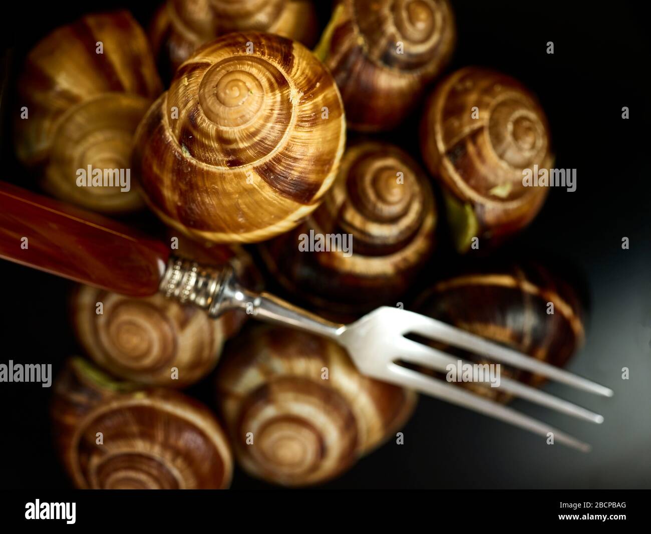 Land snail mouth hi-res stock photography and images - Alamy
