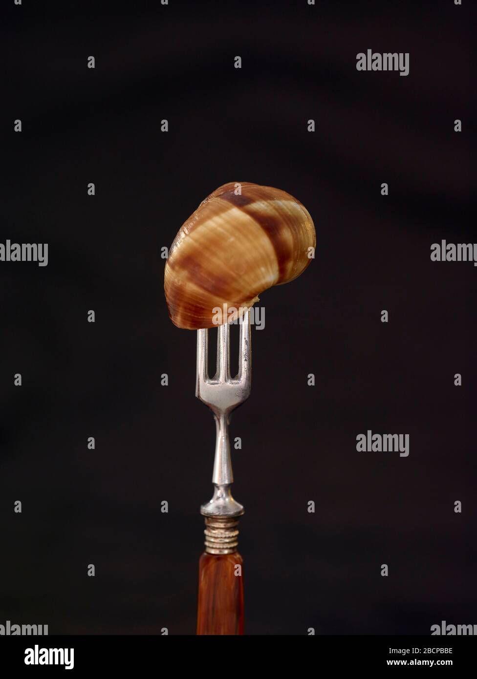 Escargot, edible snail, cooked with garlic butter and parsley in a ...