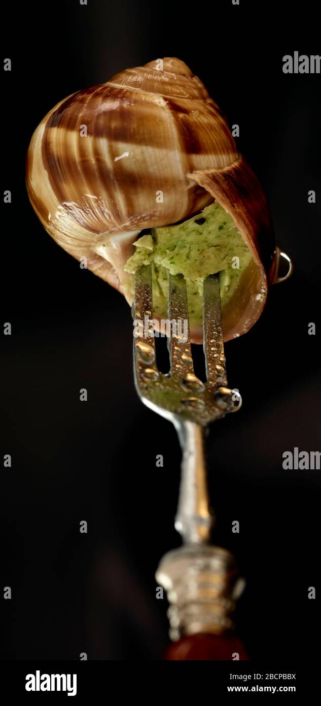 Escargot, edible snail, cooked with garlic butter and parsley in a ...