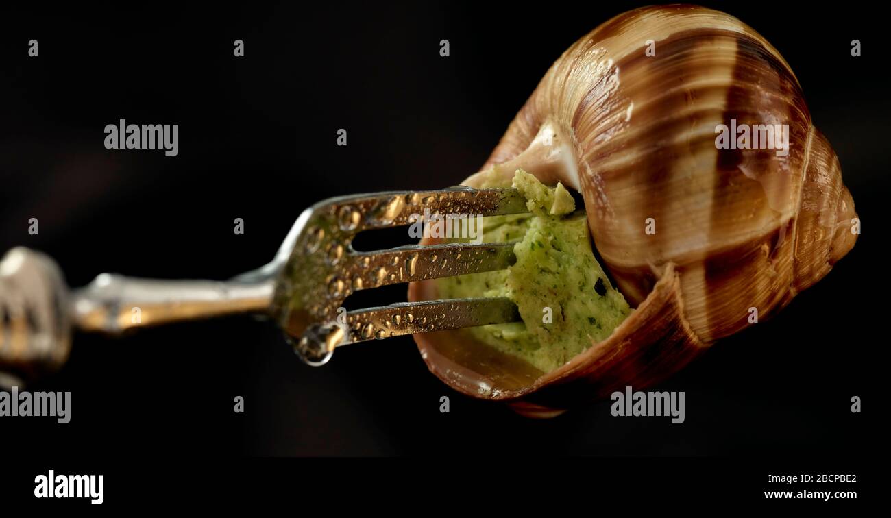 Escargot, edible snail, cooked with garlic butter and parsley in a ...