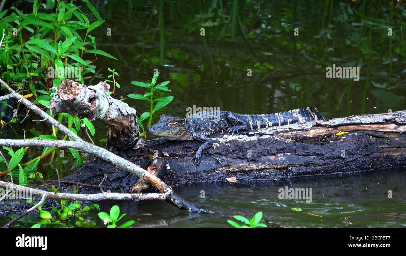 Swamp Baby Alligator