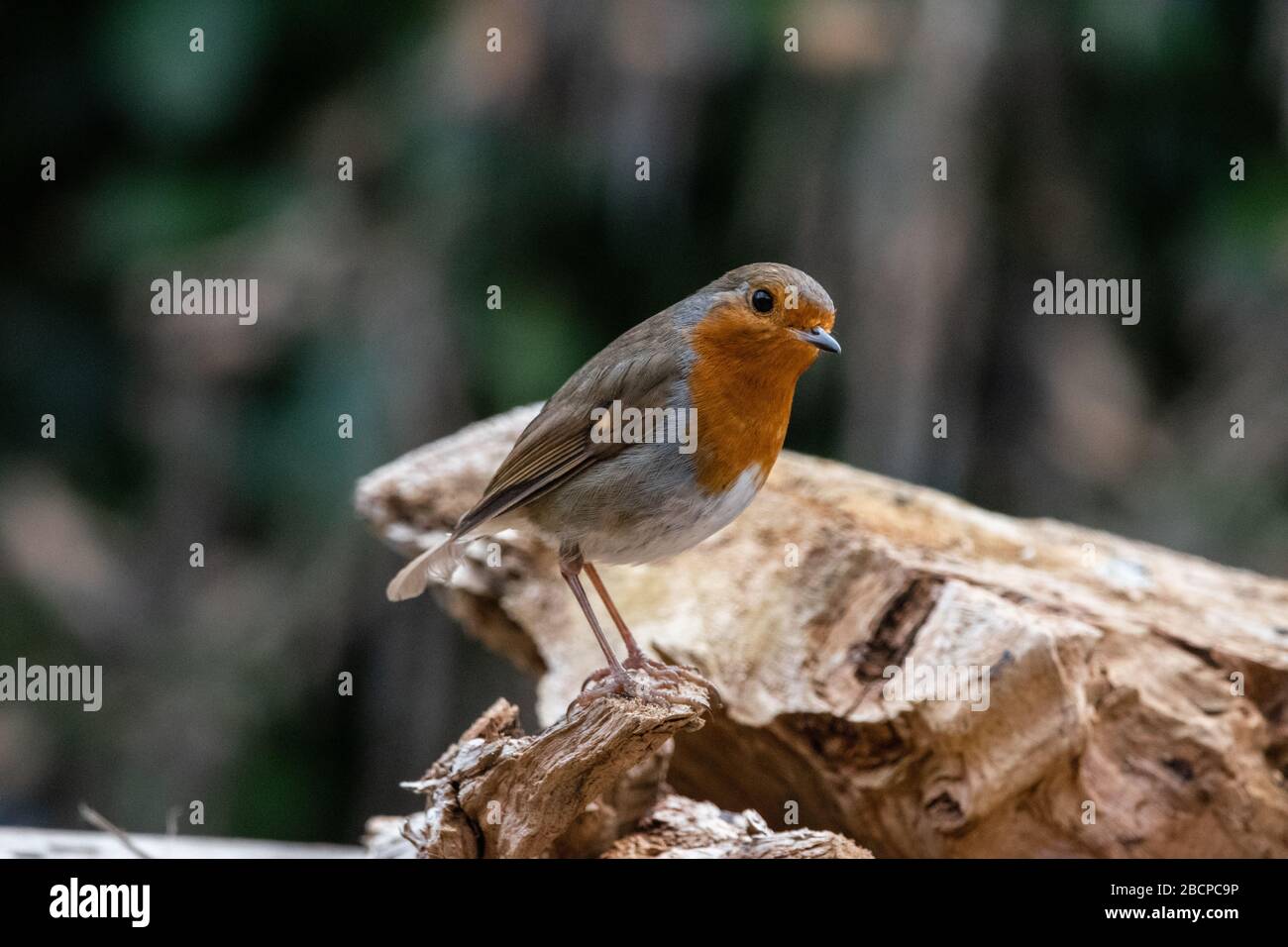 Robin sitting on a log Stock Photo - Alamy