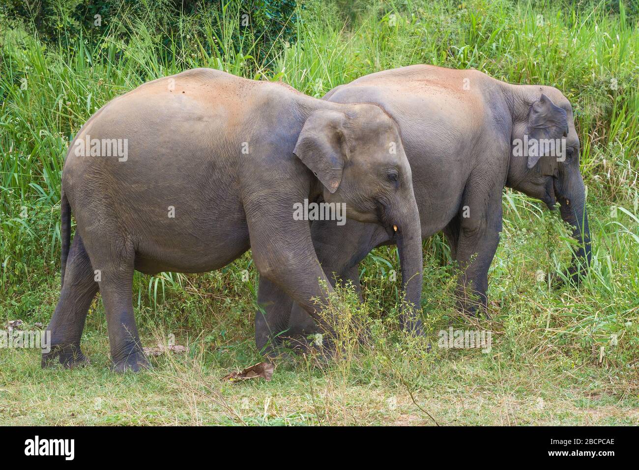 Two young wild Ceylon elephants close-up. Sri Lanka Stock Photo - Alamy