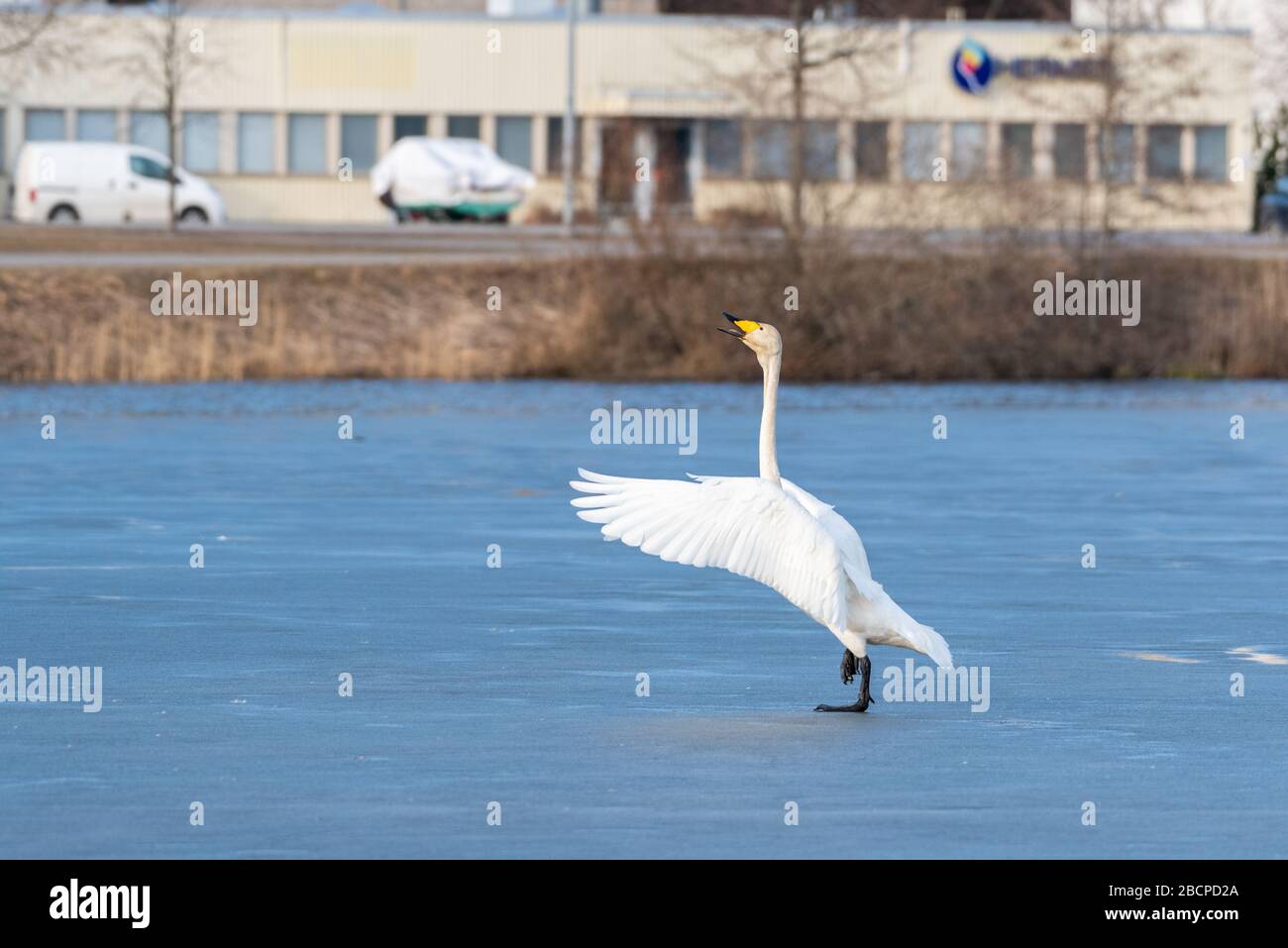 Whooper swan dancing on the ice. Whooper swans joying Stock Photo - Alamy