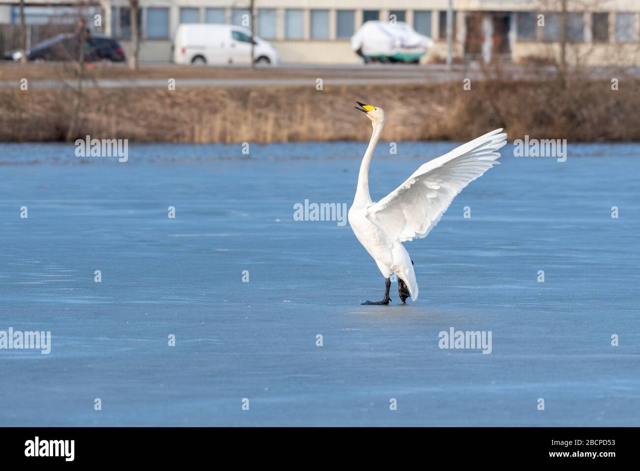 Whooper swan dancing on the ice. Whooper swans joying Stock Photo - Alamy