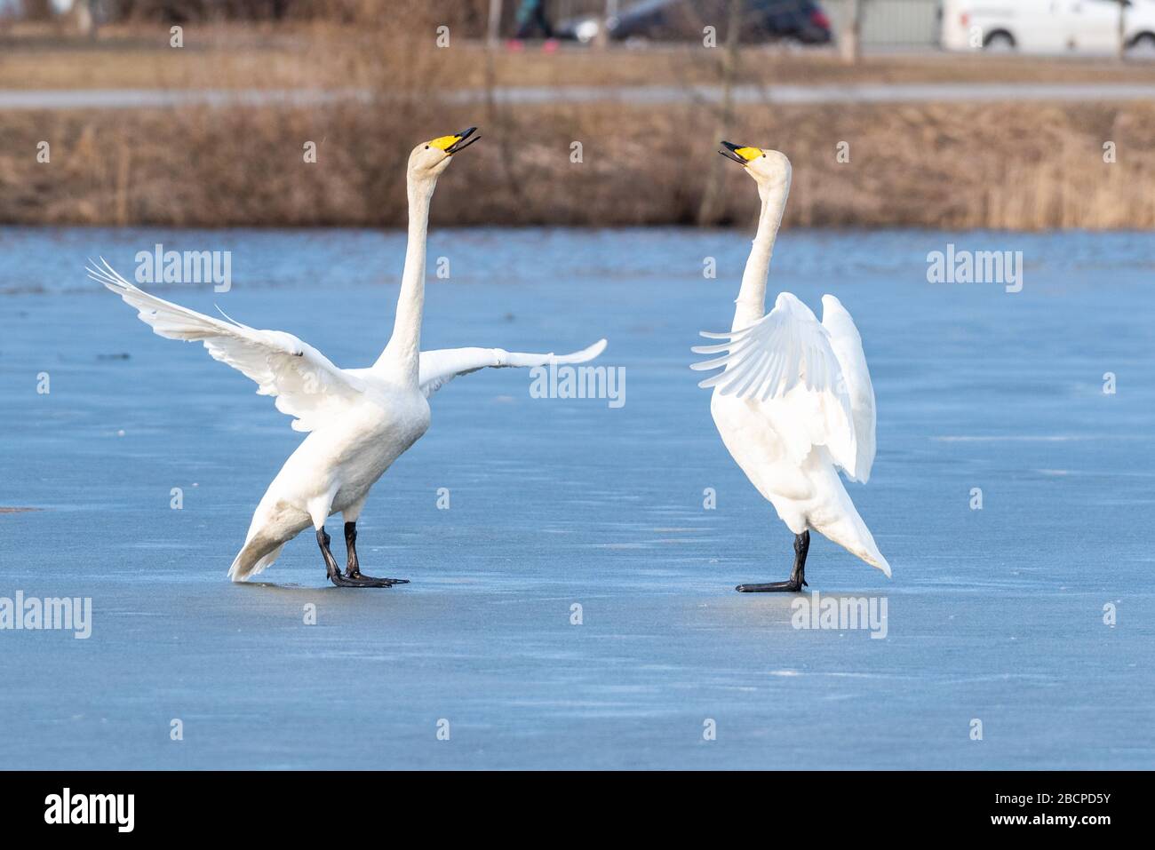 Swans mating dance hi-res stock photography and images - Alamy