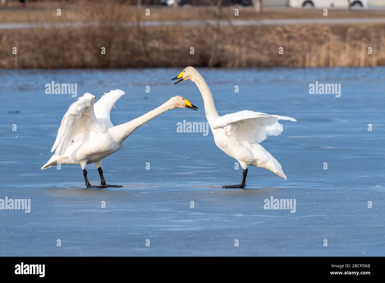 Swans mating dance hi-res stock photography and images - Alamy