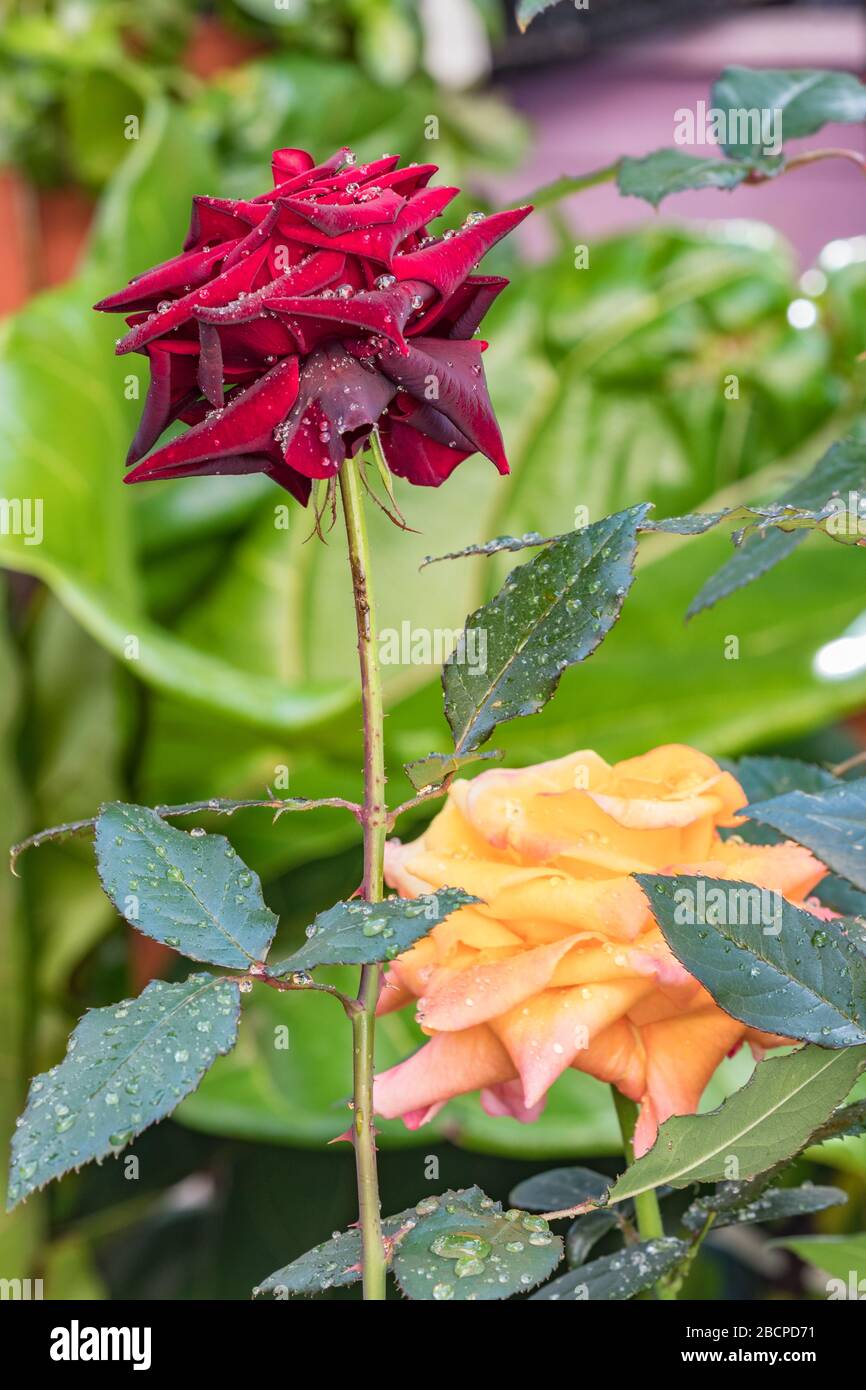 Magenta color roses hi-res stock photography and images - Alamy