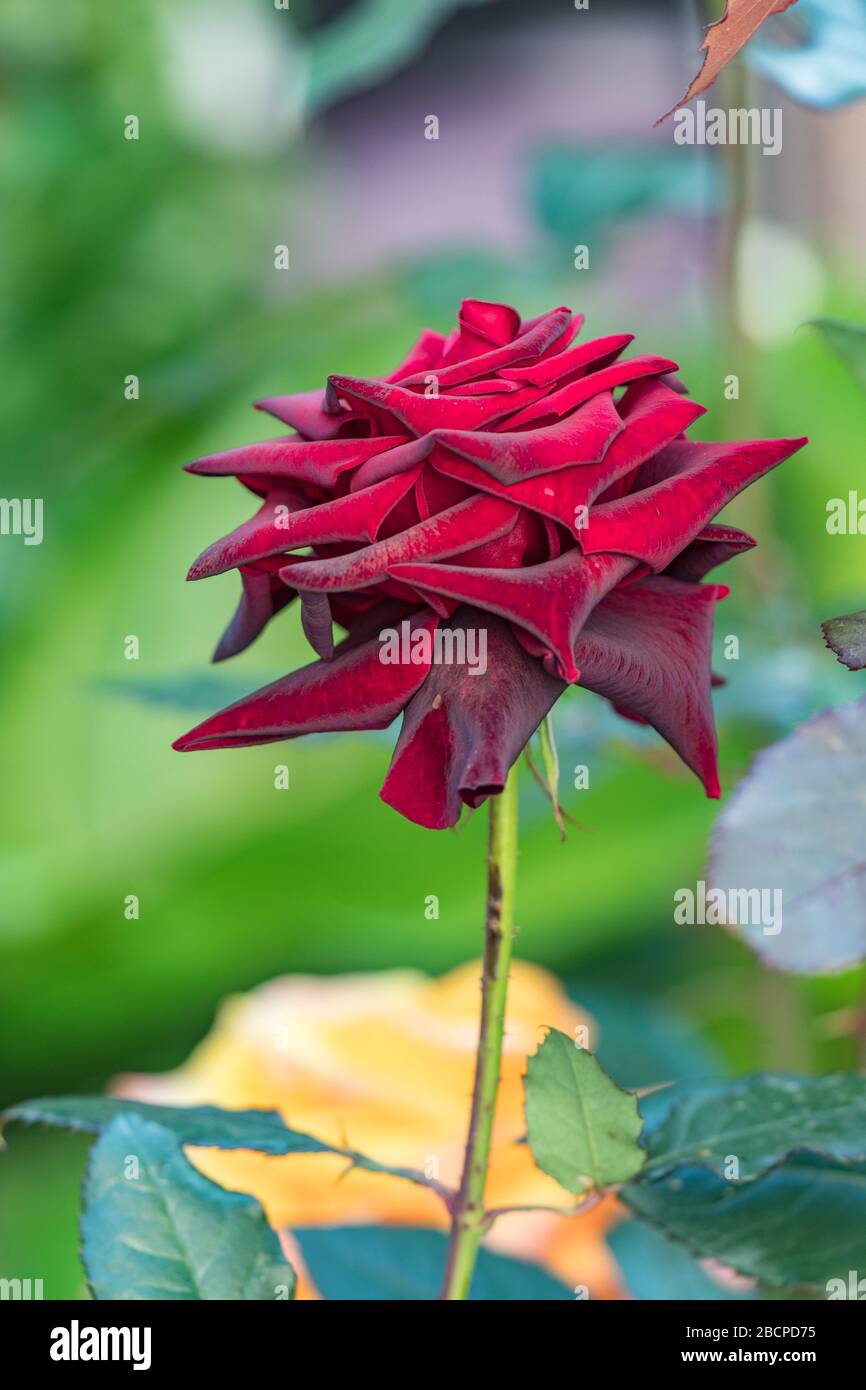 Magenta color roses hi-res stock photography and images - Alamy