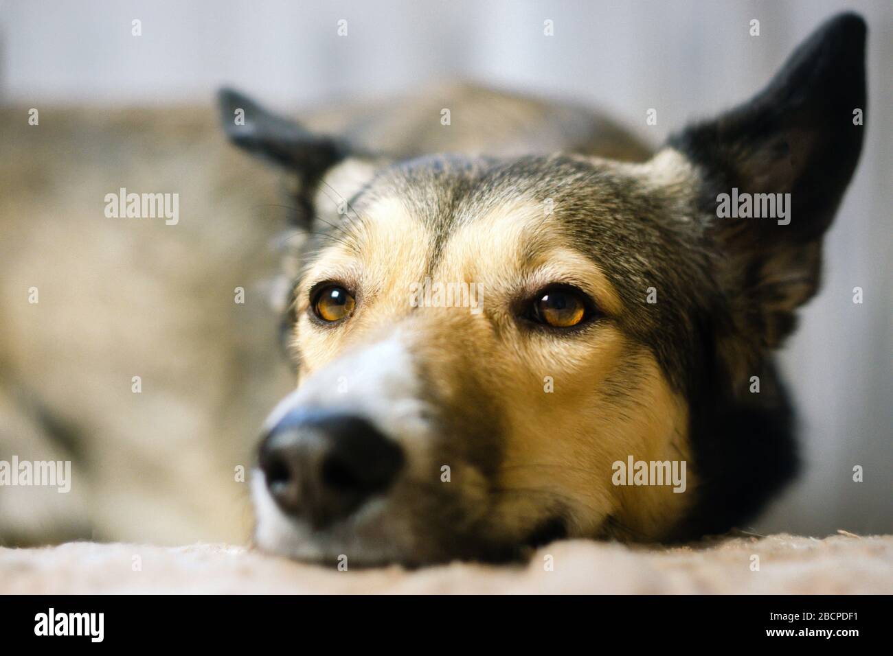 lazy dog falls asleep, lying in the dog's bed, relaxing at home, close ...