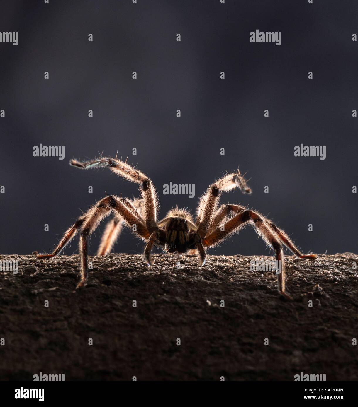 Zebra tarantula hi-res stock photography and images - Alamy